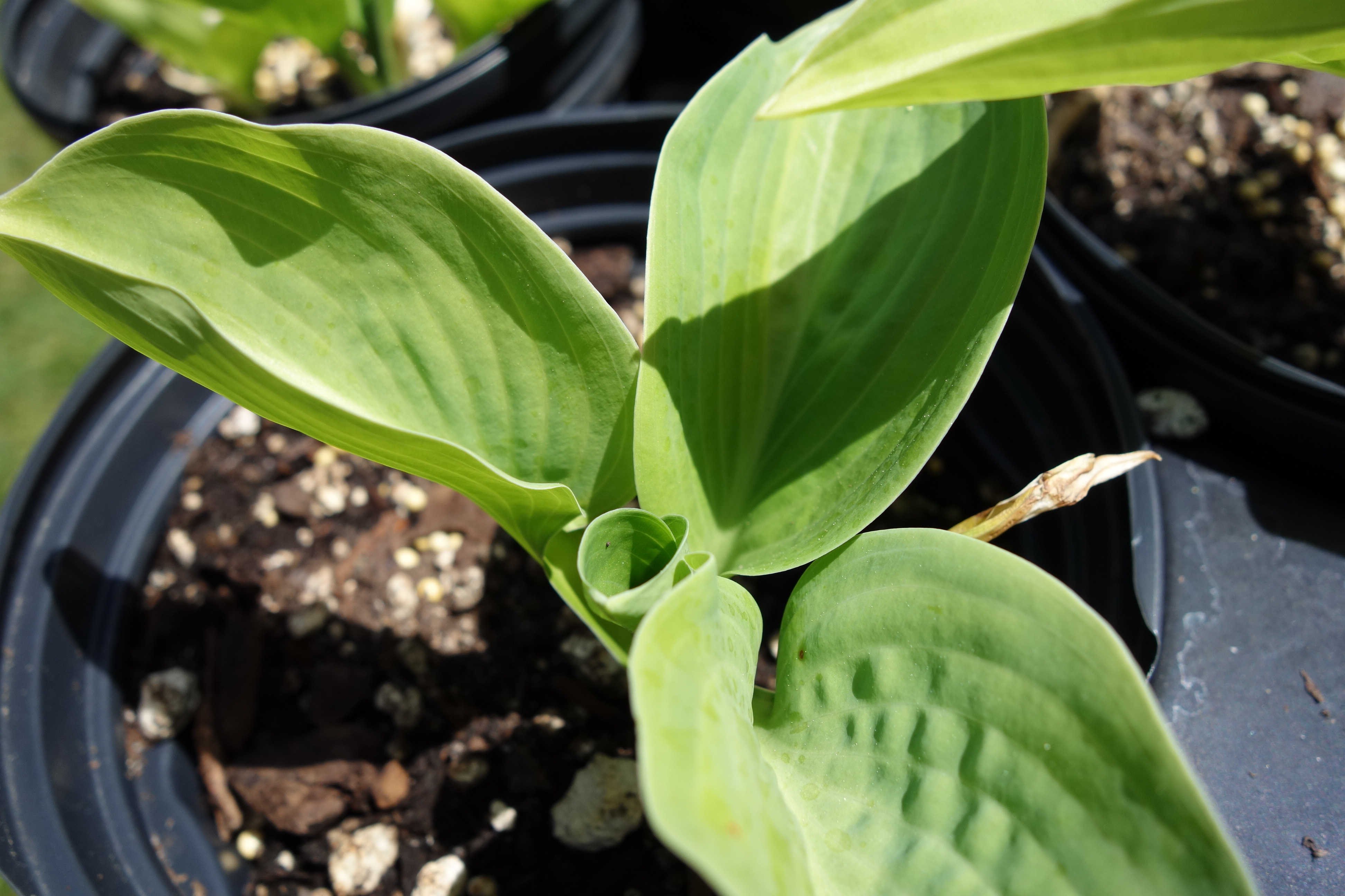 Current Plants – Green Garden Nursery