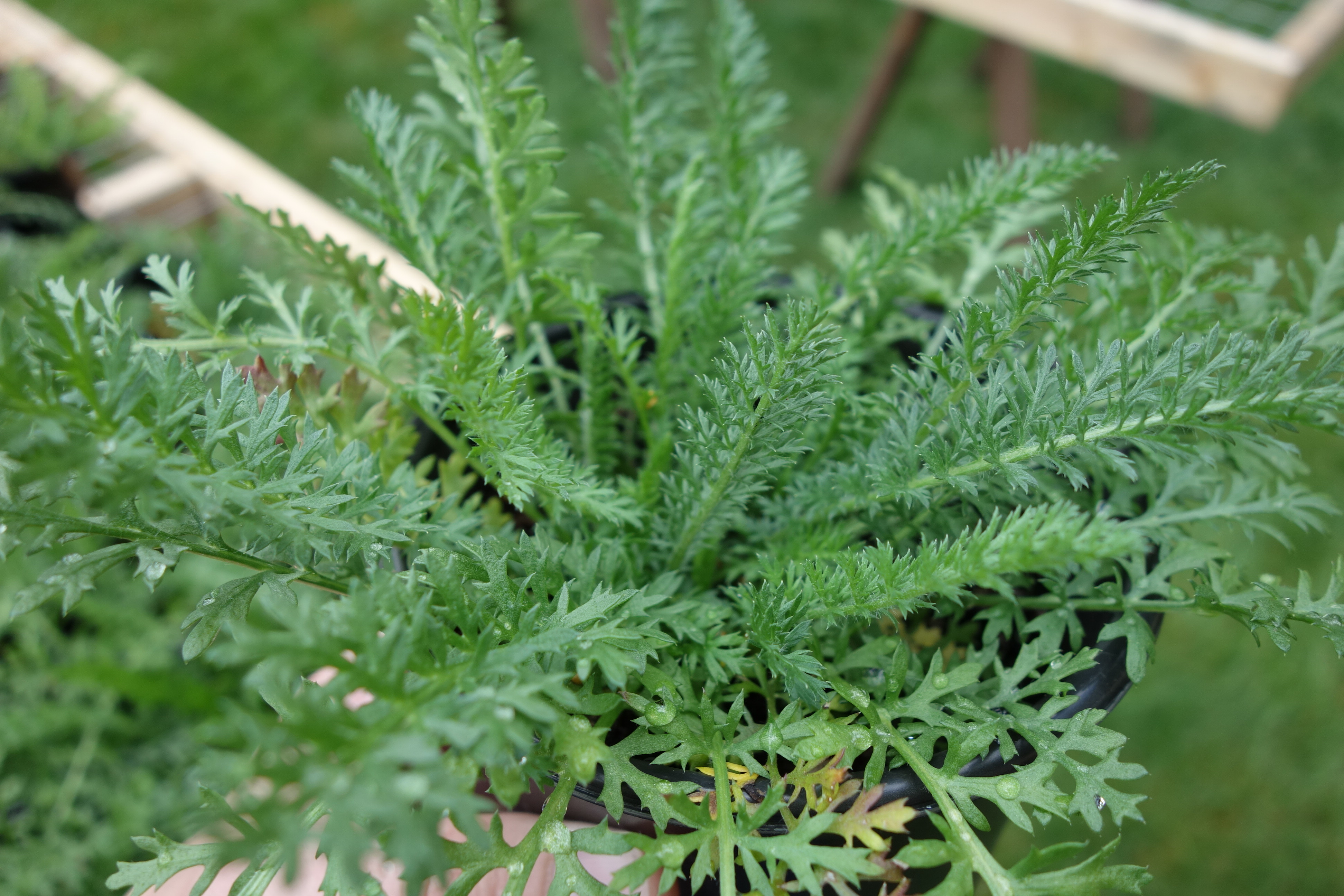 Current Plants – Green Garden Nursery